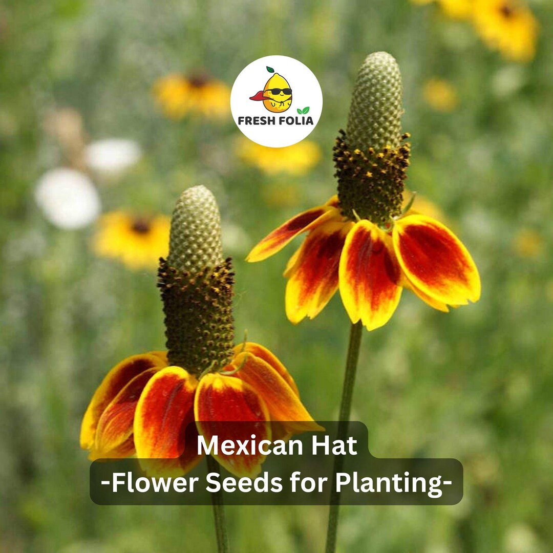 Mexican Hat Flower Seeds for Planting 100mg Vibrant Native Wildflower ...