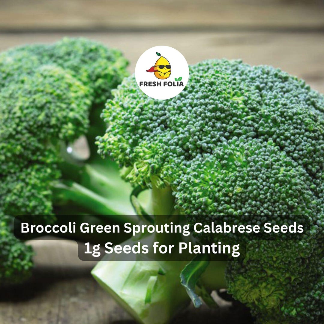 Broccoli Green Sprouting Calabrese Seeds, 1g for Planting, Heirloom ...