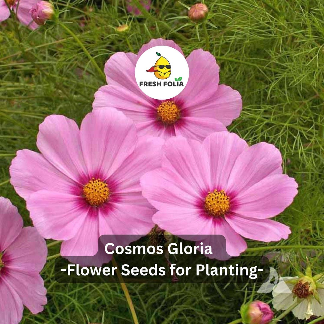 Cosmos Gloria Seeds Vibrant Annual Blooms, 1g for Planting, Pollinator ...
