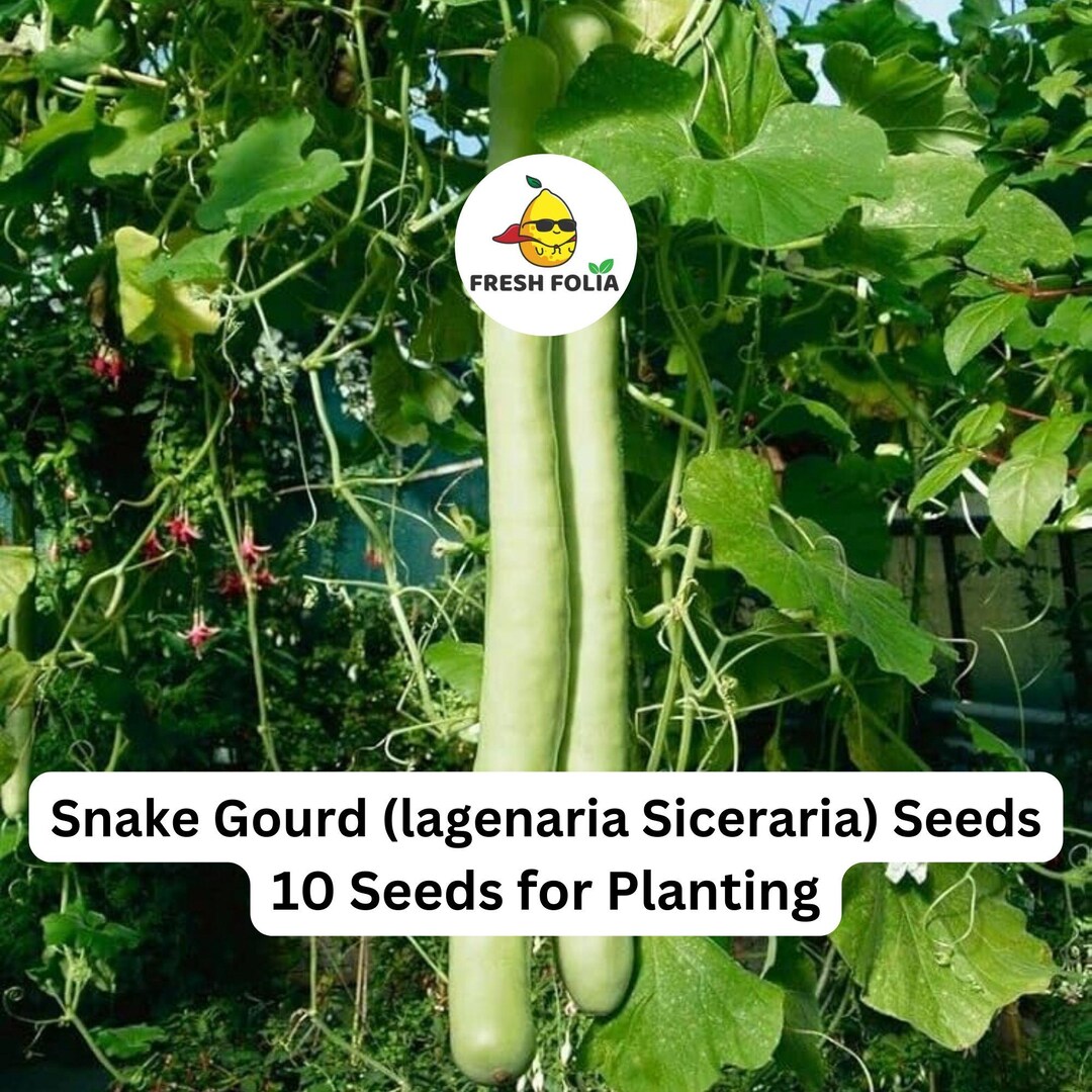 Snake Gourd Seeds, 10 Seeds for Planting, Lagenaria Siceraria, Edible ...