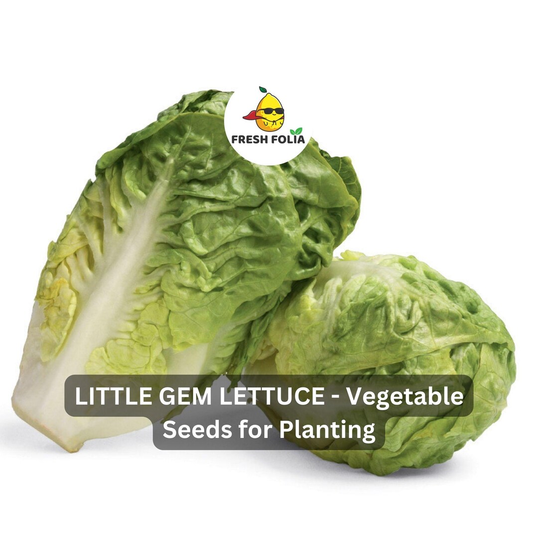 Little Gem Lettuce Seeds 1000 Seeds for Planting, Non-gmo, Compact ...