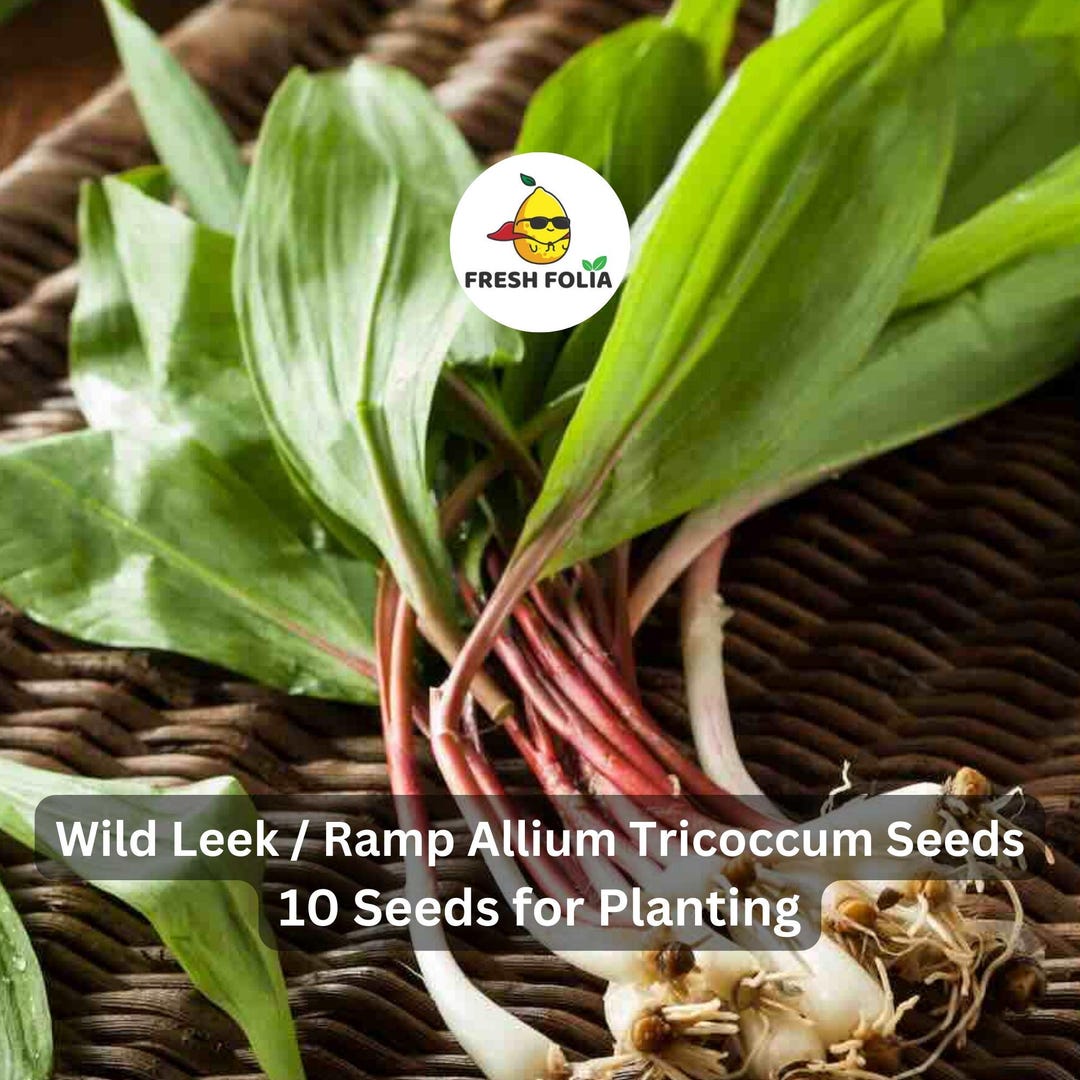 Wild Leek Ramp Seeds, 10 Seeds for Planting, Allium Tricoccum, Non-gmo ...
