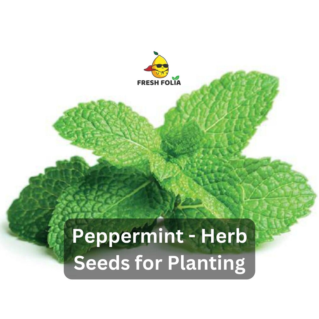 Peppermint Herb Seeds 30mg for Planting Refreshing Mint, Aromatic ...