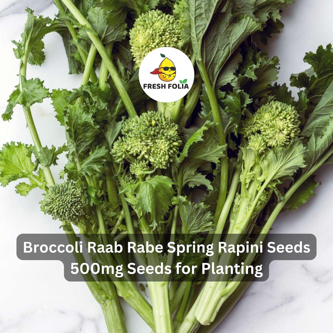 Broccoli Raab Rabe Spring Rapini Seeds, 500mg for Planting, Non-gmo ...