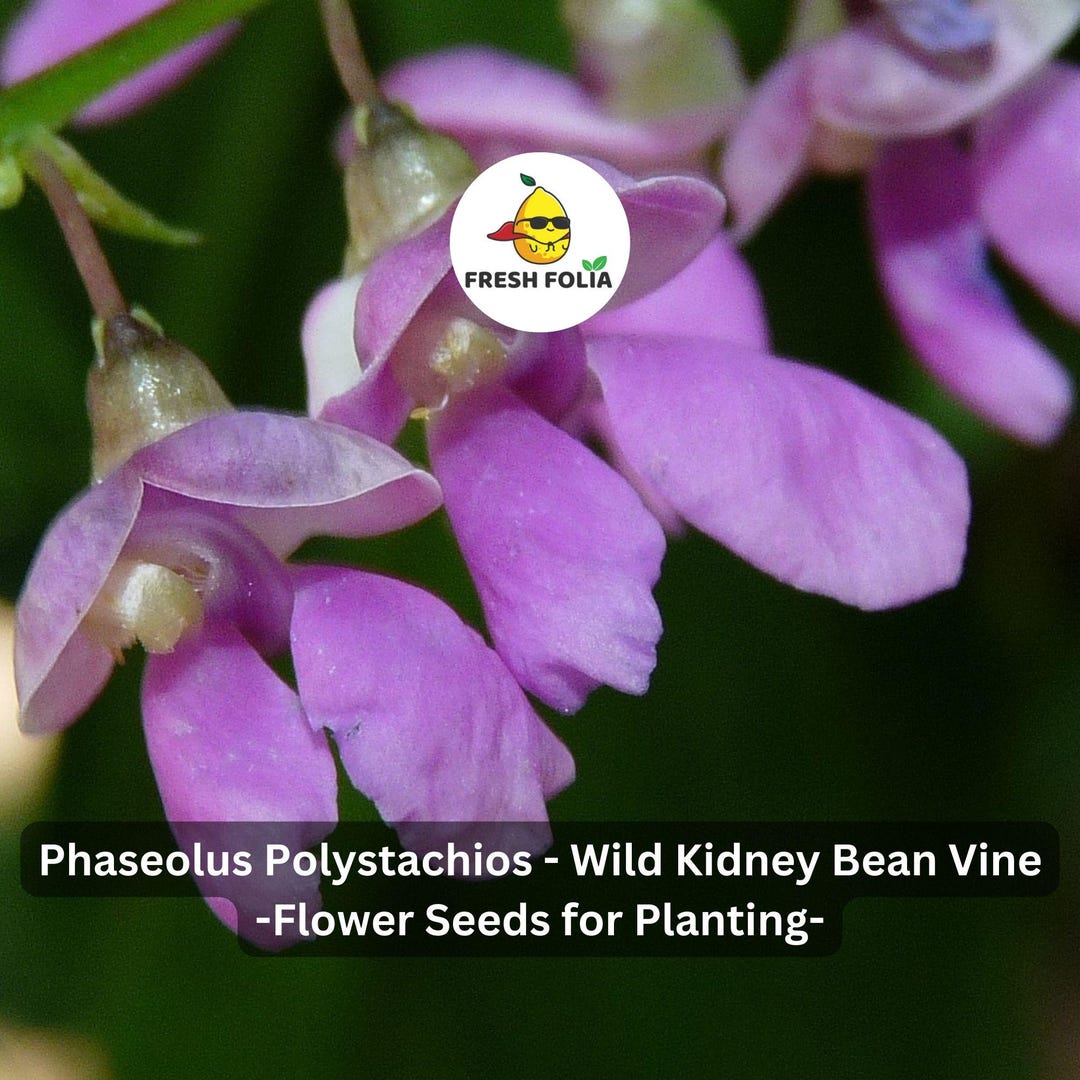 Phaseolus Polystachios Seeds Wild Kidney Bean Vine, 5 Seeds for ...