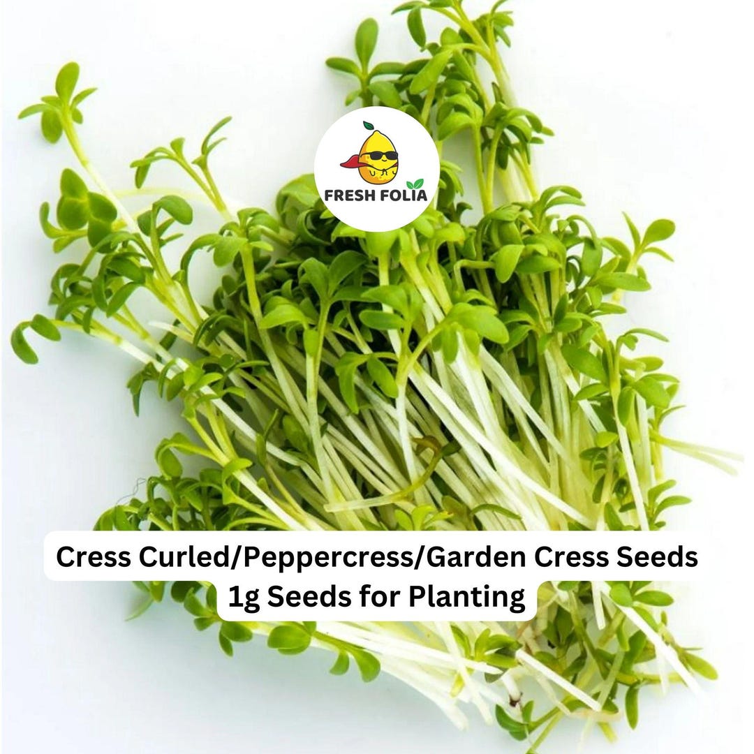 Cress Curled Seeds, Garden Cress, Pepper Cress, 1g for Planting, Fast ...