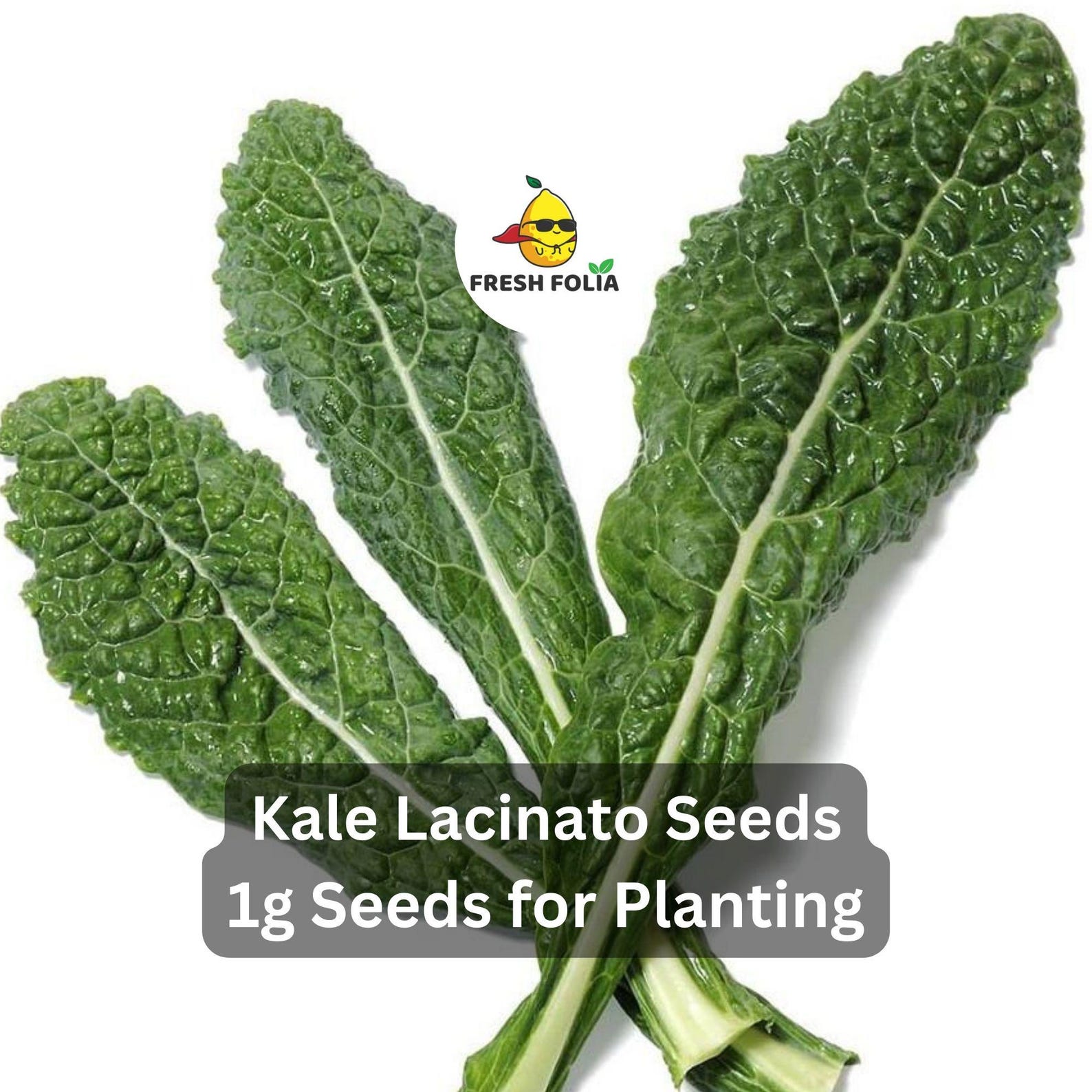 Kale Lacinato Seeds, 1g for Planting, Non-gmo, Heirloom Variety, Veggie ...