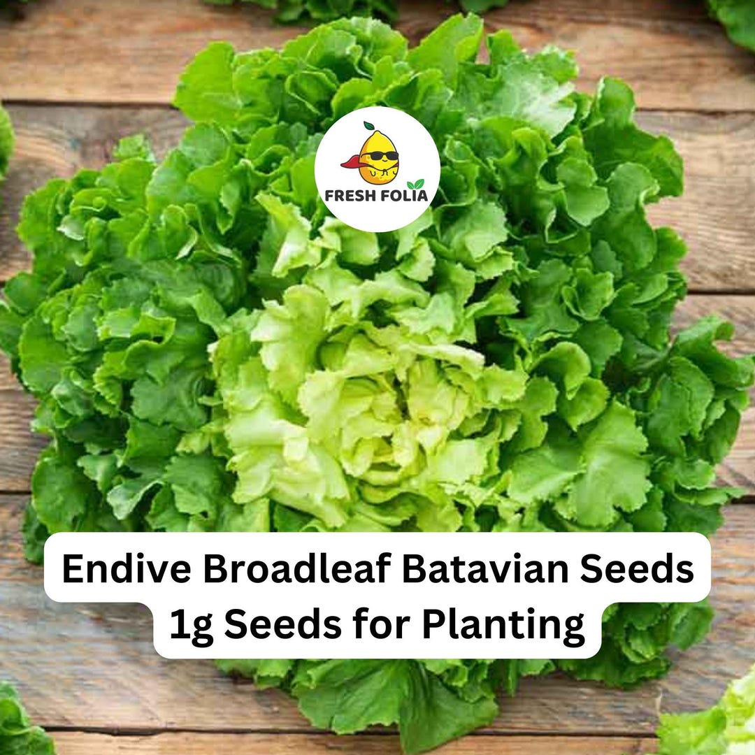 Endive Broadleaf Batavian Seeds, 1g for Planting, Non-gmo, Heirloom ...