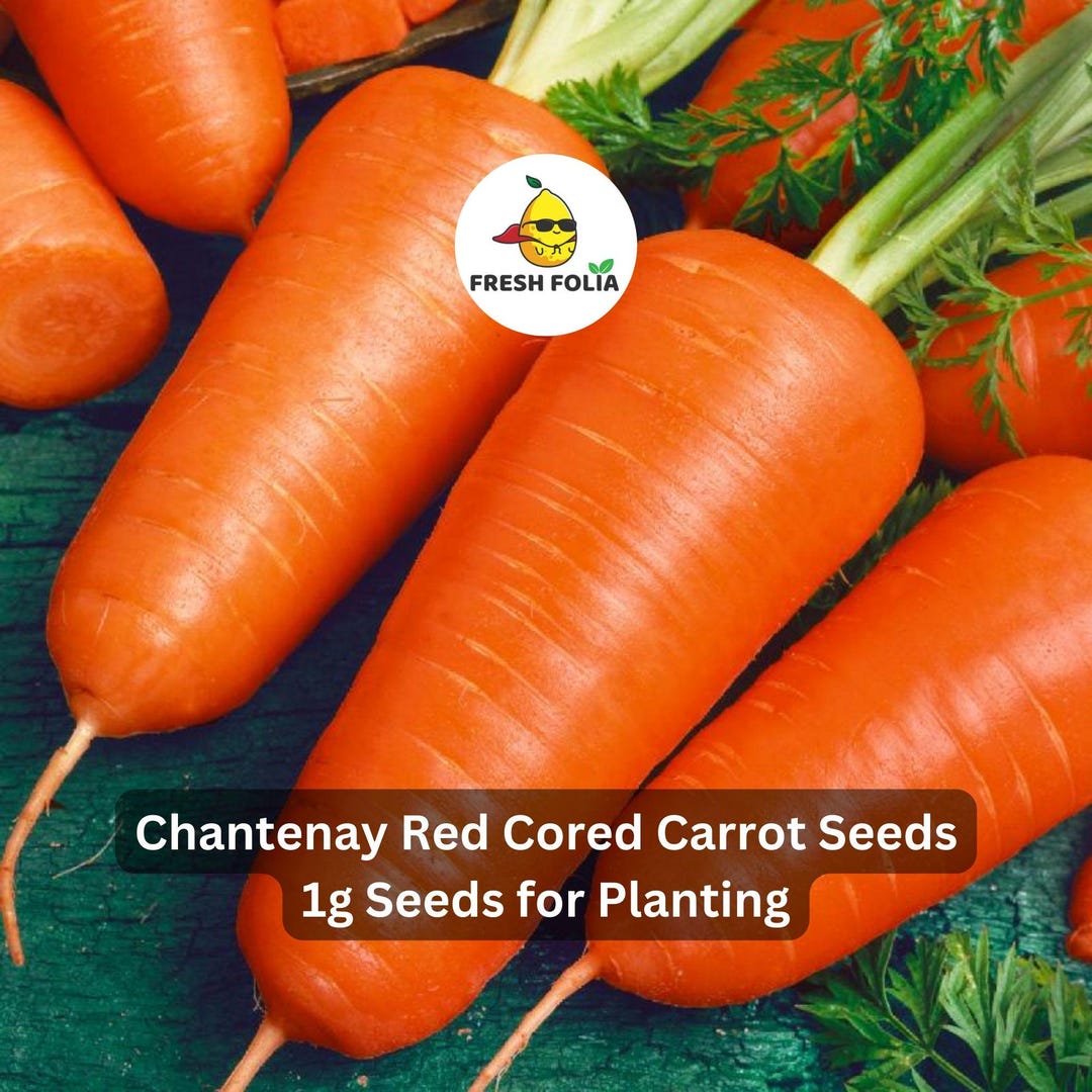 Chantenay Red Cored Carrot Seeds, 1g for Planting, Heirloom, Non-gmo, Sweet Flavor, Tender ...