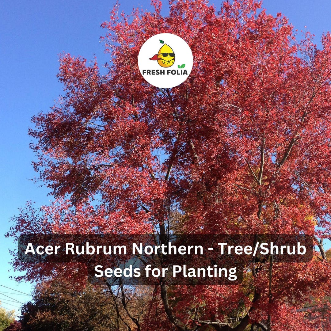 Acer Rubrum Northern 10 Seeds for Planting Northern Red Maple Tree ...