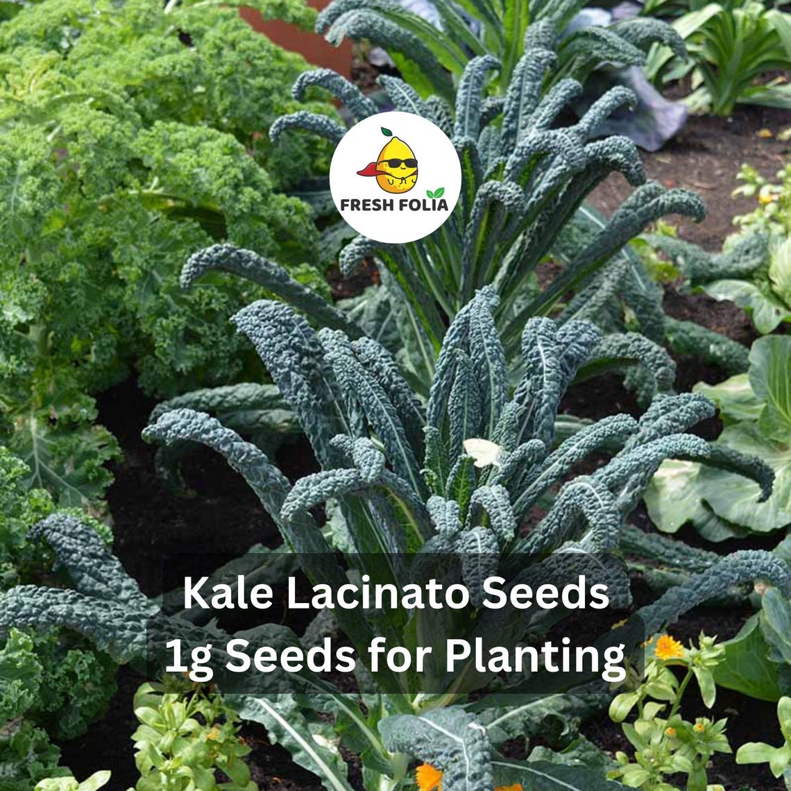 Kale Lacinato Seeds, 1g for Planting, Non-gmo, Heirloom Variety, Veggie ...