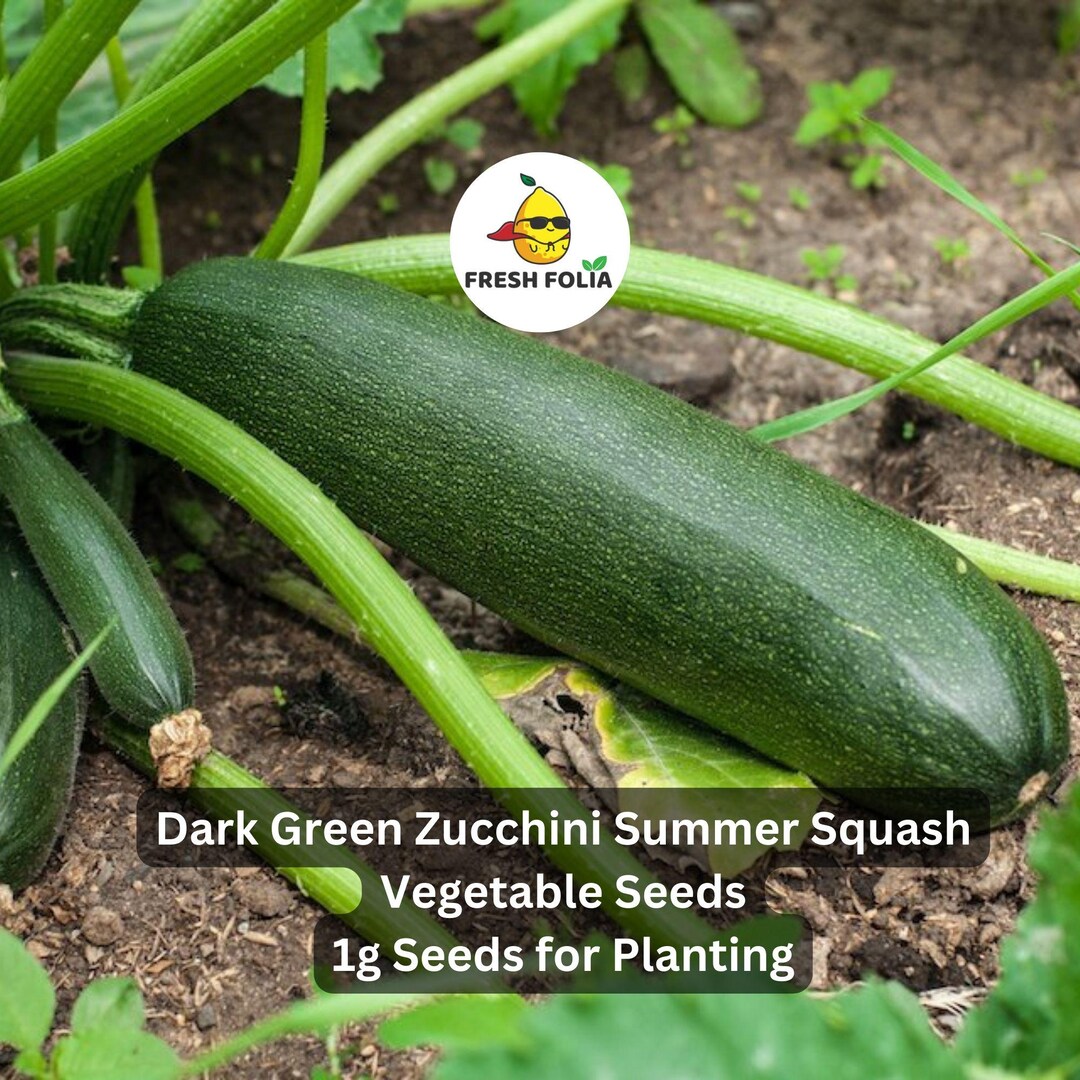 Dark Green Zucchini Summer Squash 1g Seeds for Planting, Heirloom ...