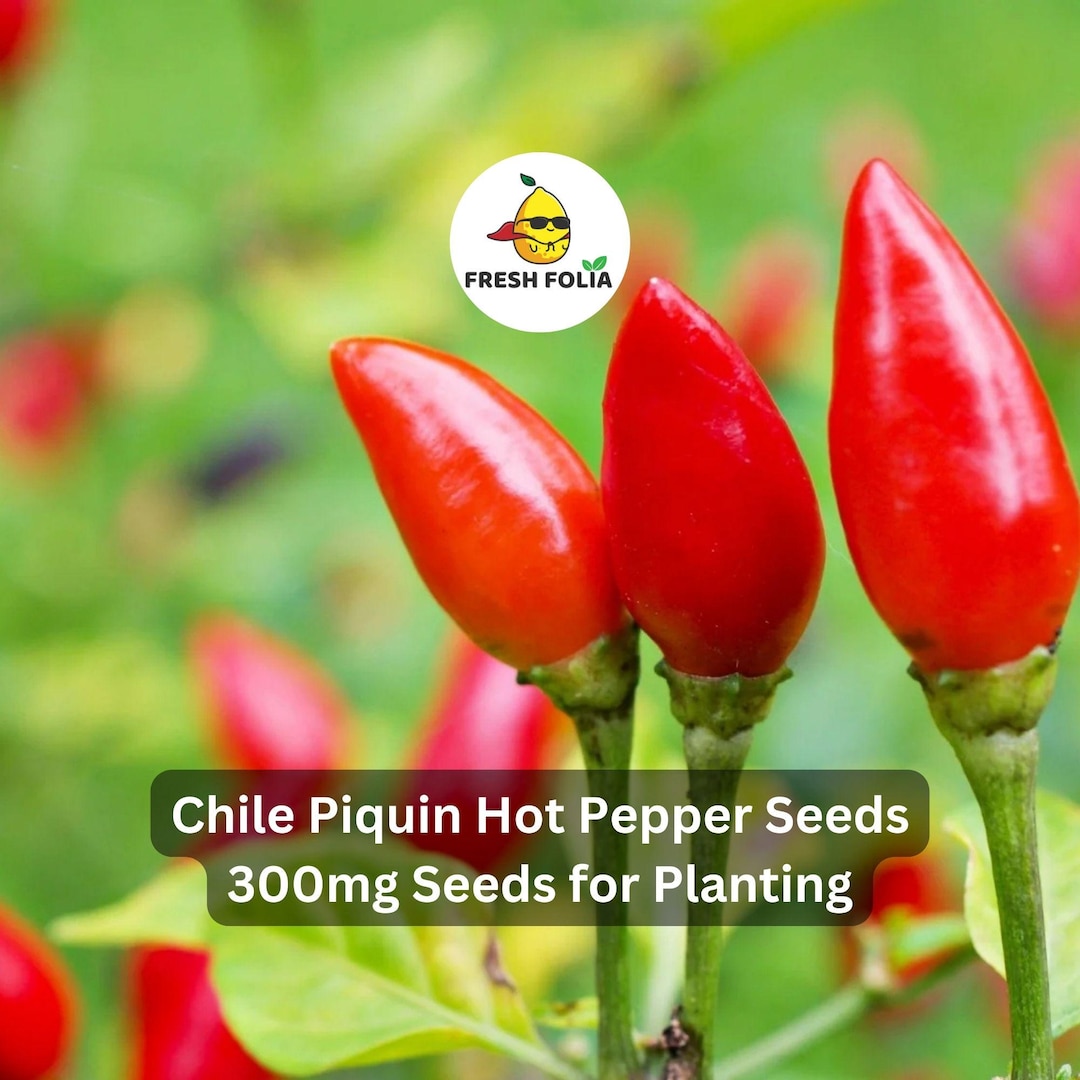Chile Piquin Hot Pepper, 300mg Seeds for Planting, Small Chili, Spicy ...