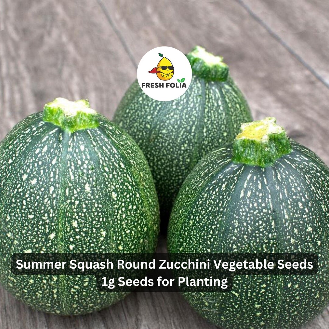 Summer Squash Round Zucchini 1g Seeds for Planting, Heirloom, Fast ...