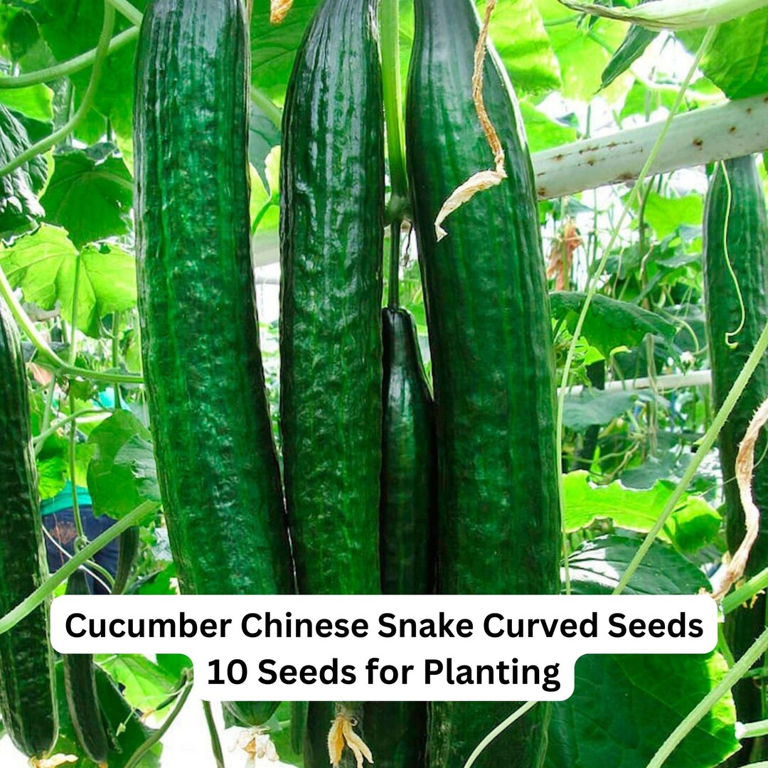 Cucumber Chinese Snake Curved Seeds, 10 Seeds for Planting, Unique ...