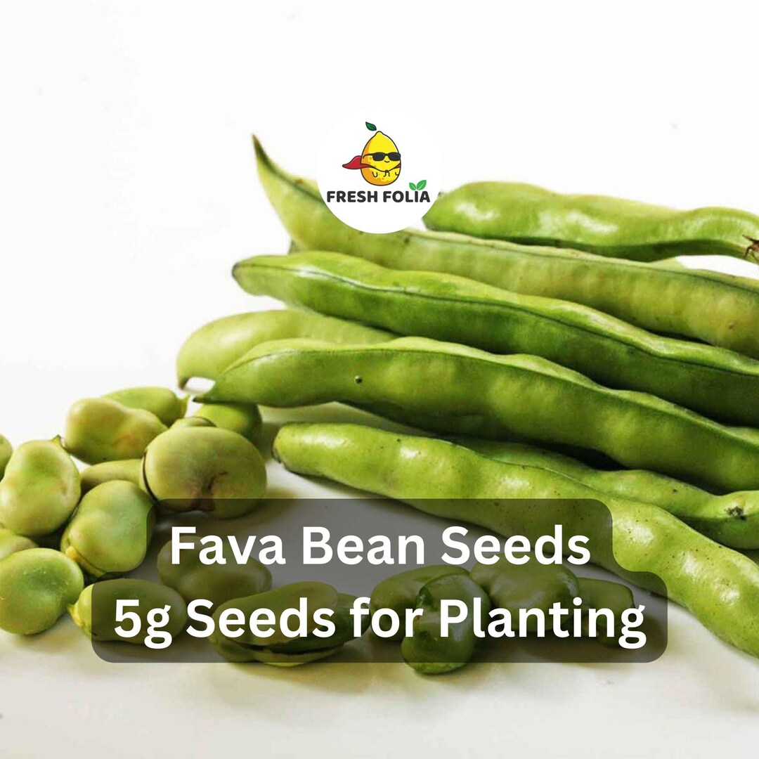 Fava Bean Seeds, 5g for Planting, Heirloom Variety, Non-gmo, Nutritious ...