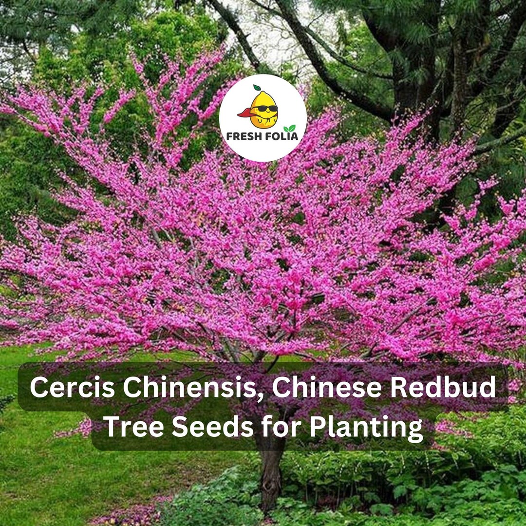 Cercis Chinensis, Chinese Redbud Tree 10 Seeds for Planting Ornamental ...
