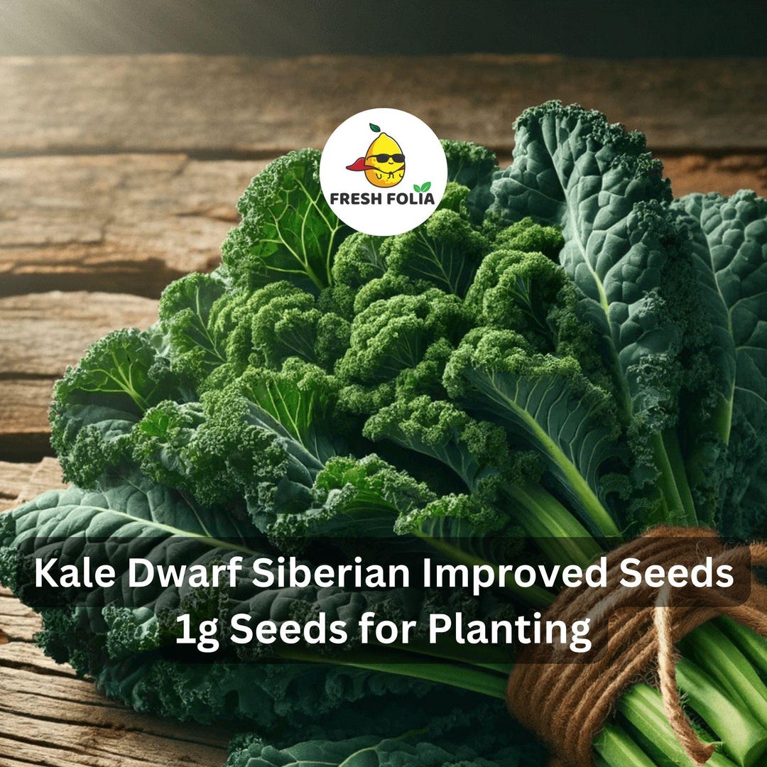 Kale Dwarf Siberian Improved Seeds, 1g for Planting, Non-gmo, Heirloom ...