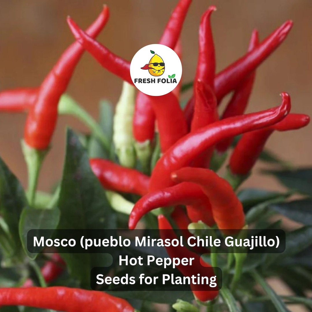 Mosco Pueblo Mirasol Chile Guajillo Hot Pepper Seeds 250mg for Planting ...