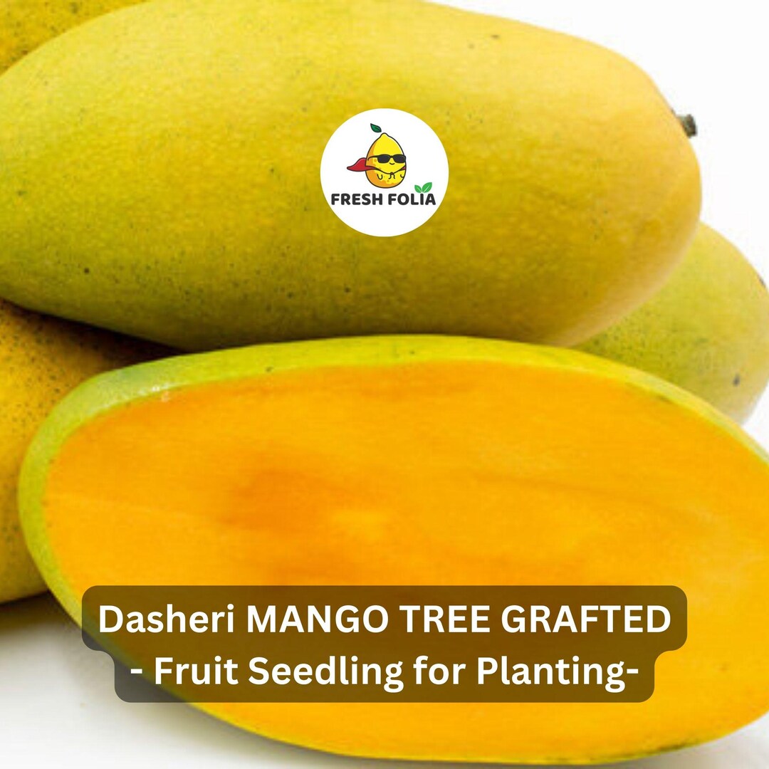 Dasheri Mango Tree Grafted, 1 Live Plant Approx. 2-4 Ft Fiberless ...