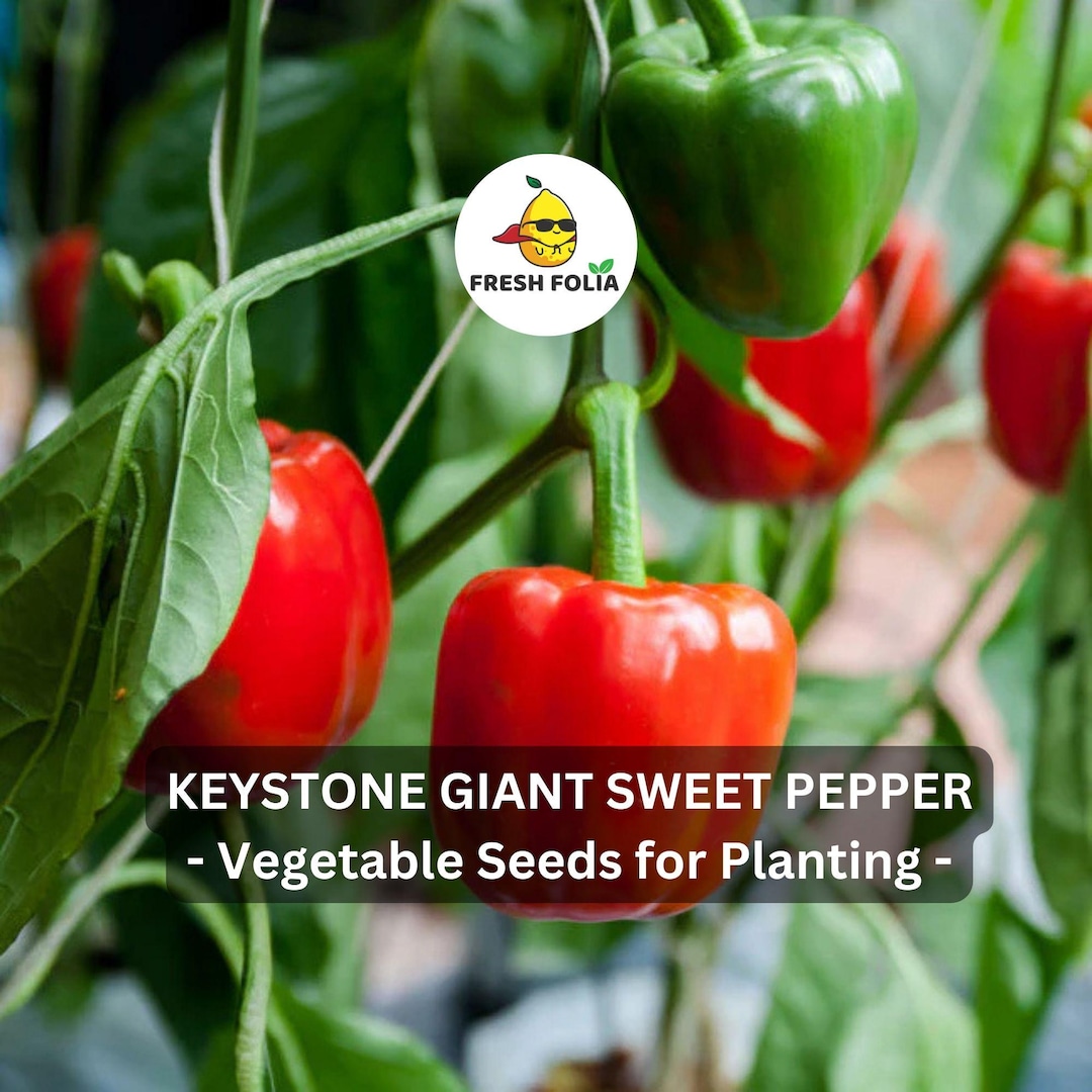 Keystone Giant Sweet Pepper Seeds 25 Heirloom Non-gmo Seeds Large ...