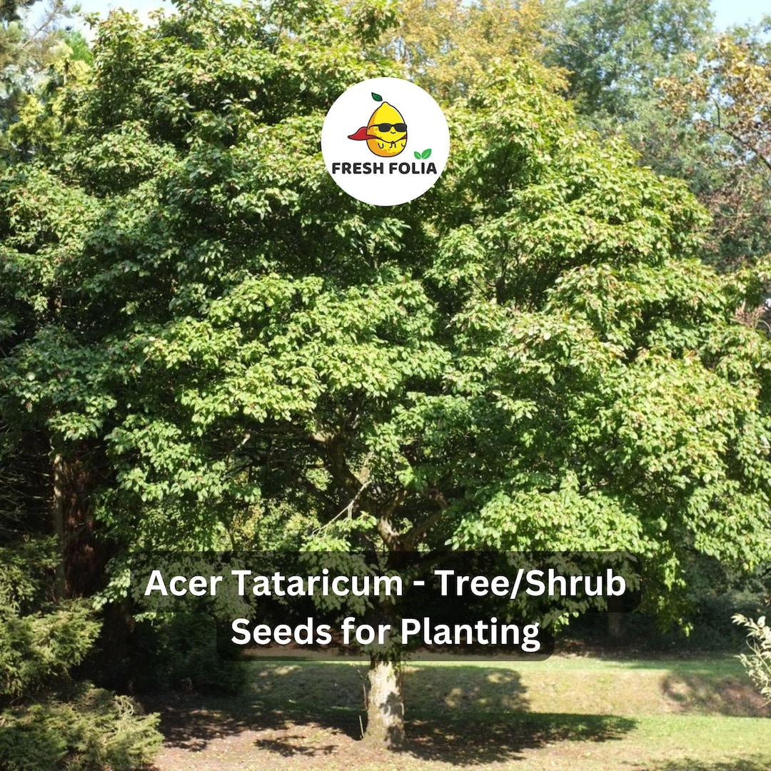Acer Tataricum 10 Seeds for Planting Tatarian Maple Tree Compact Shade ...