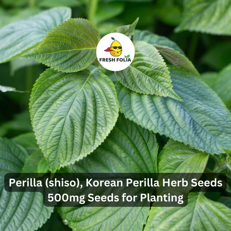 Korean Seeds - Etsy