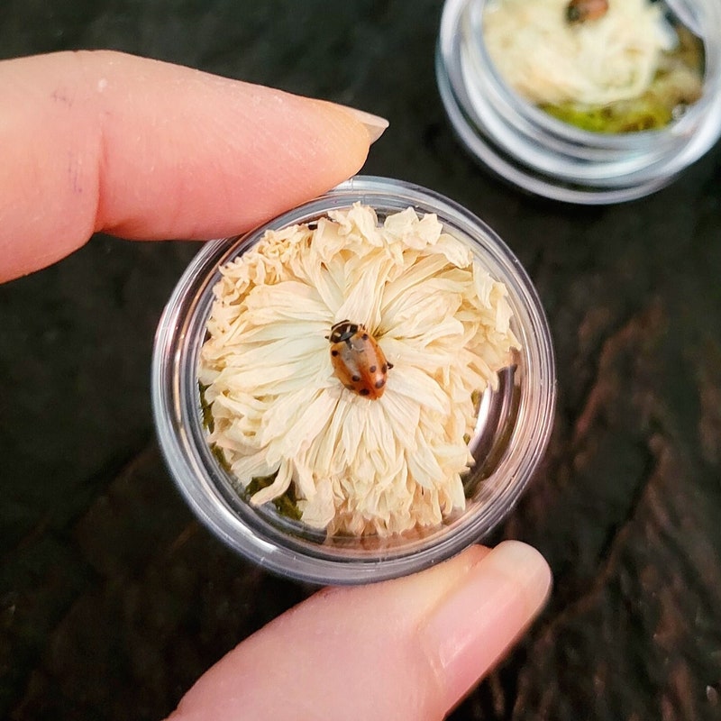 Insect Taxidermy Terrarium - Etsy