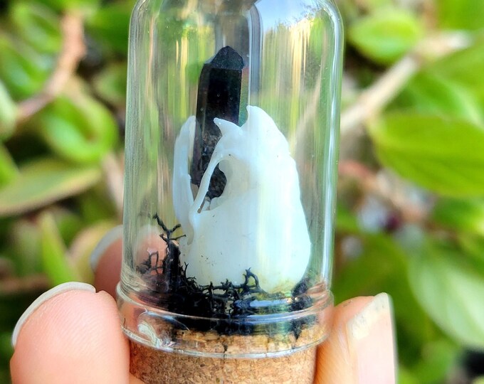 Bat Skull Crystal Dome Decor, Goth Skull Terrarium Display, Black ...