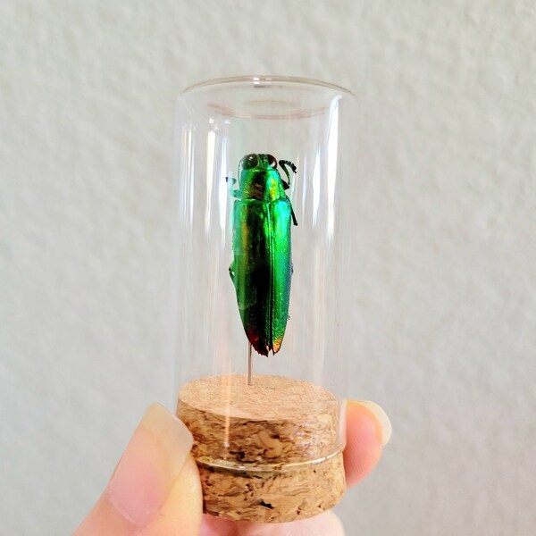 Insect Display Dome - Etsy