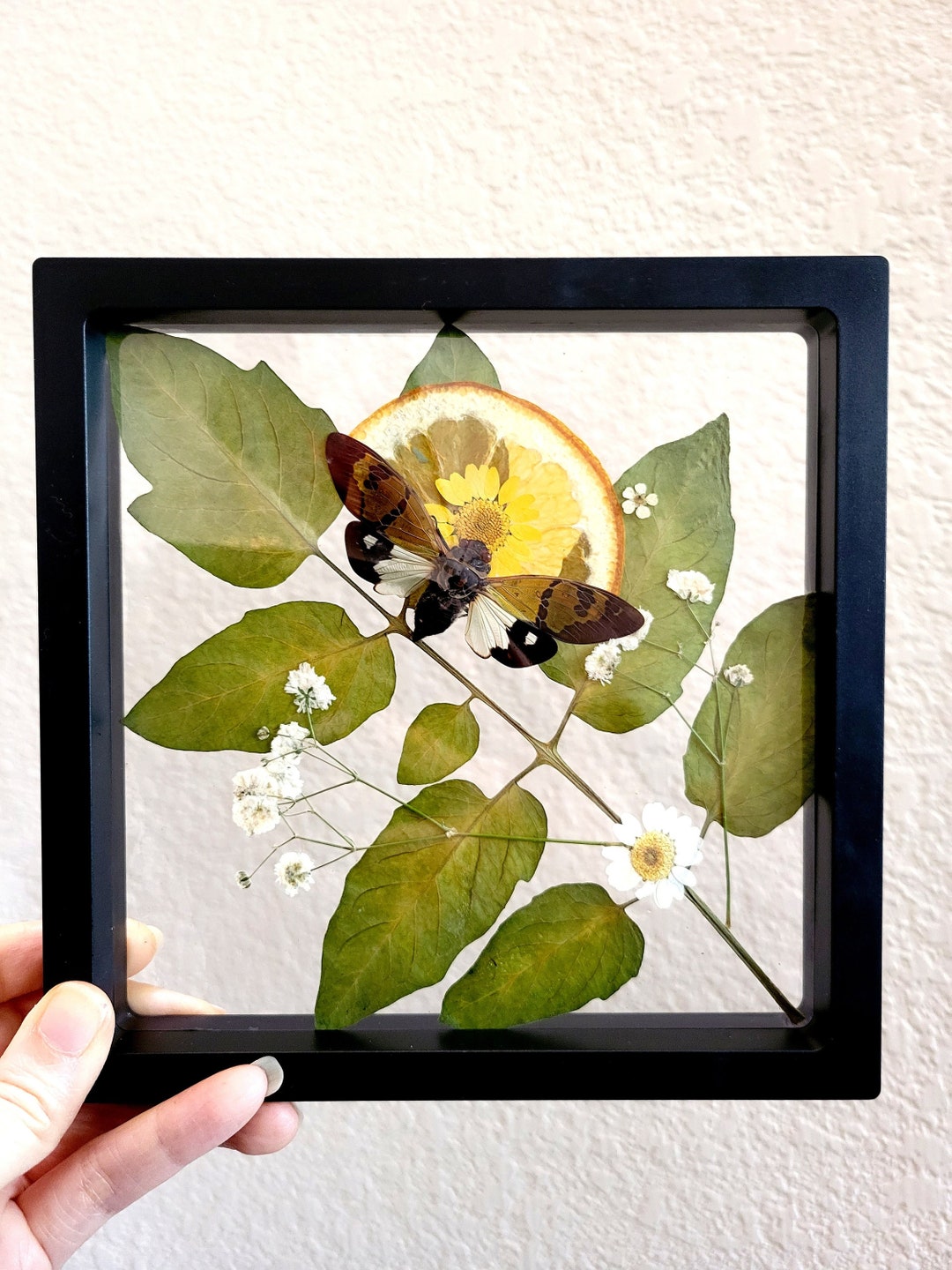 Real Cicada Decor Floating Frame, Preserved Insect Specimen, Daisy ...