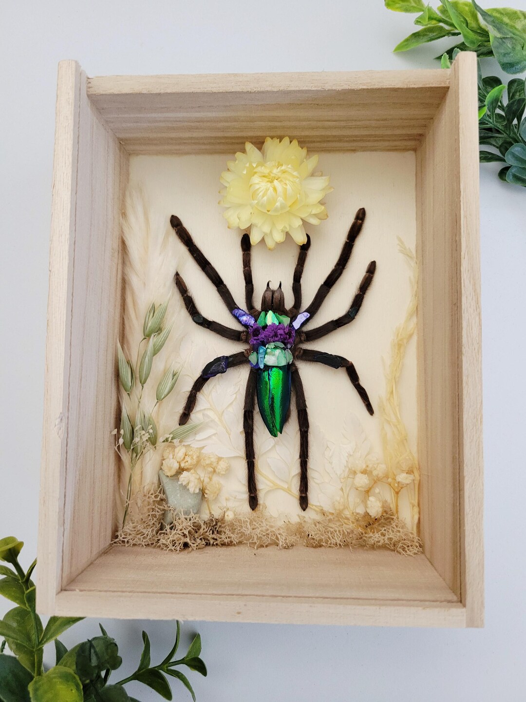 Real Tarantula Oddity Decor, Insect Arachnid Taxidermy Specimen Shadow ...