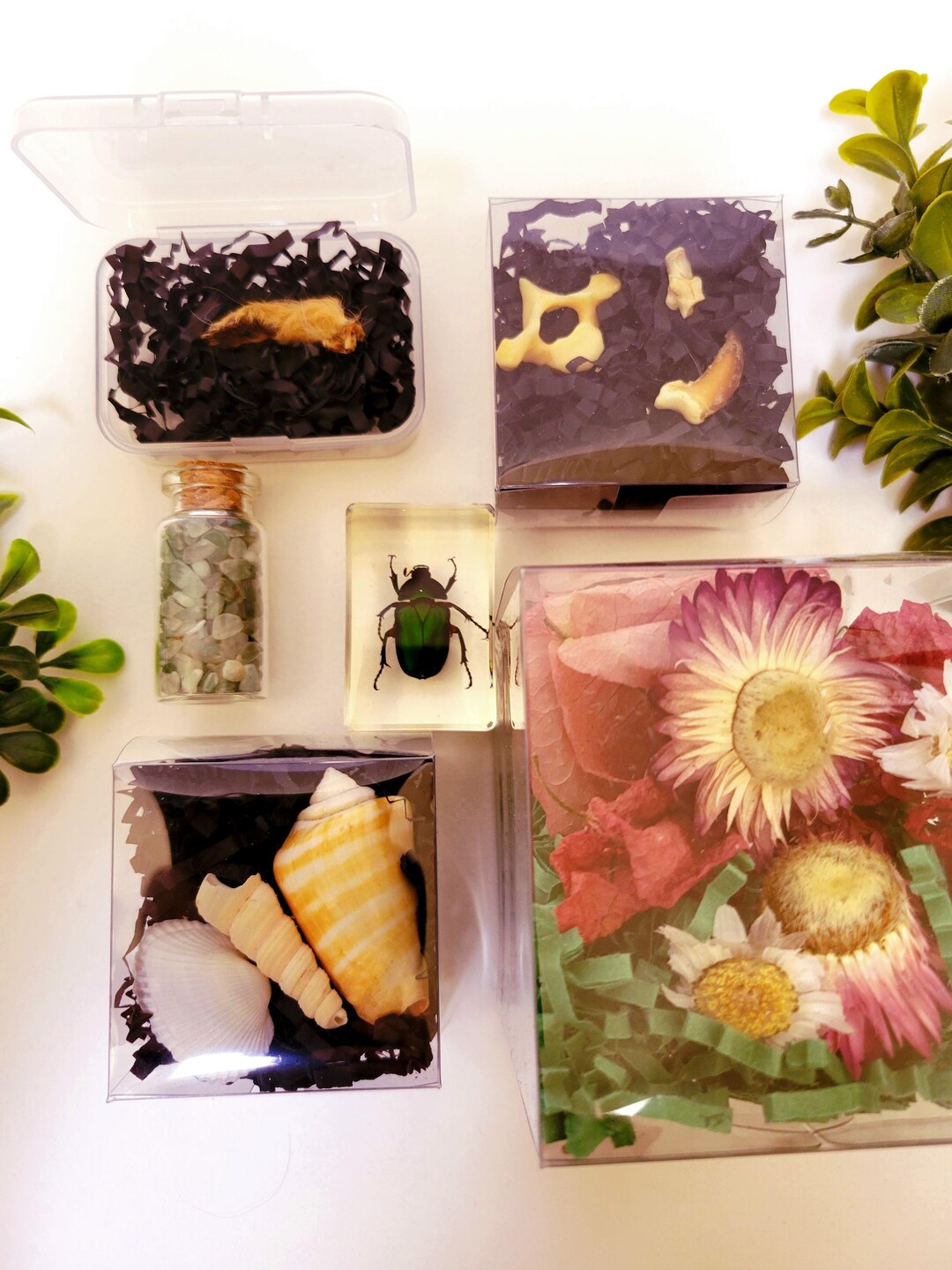 Oddity Box Set, Natural History Decor Set, Crystal Stone Jar, Resin ...