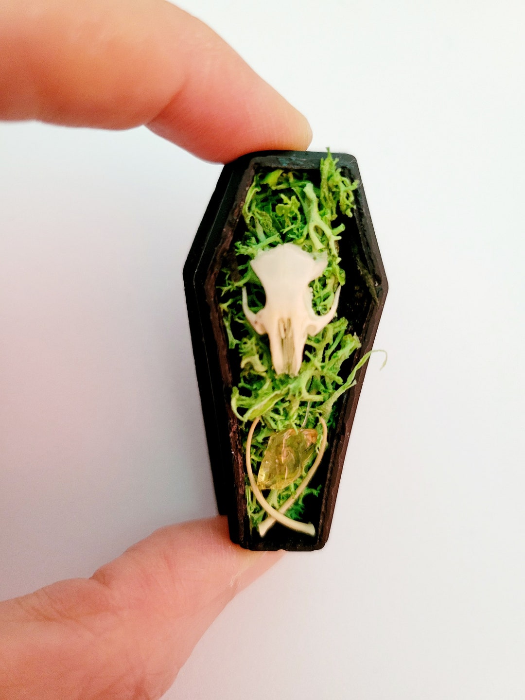 Real Skull Coffin Casket Decor, Mini Skull Oddity Curiosity Display ...