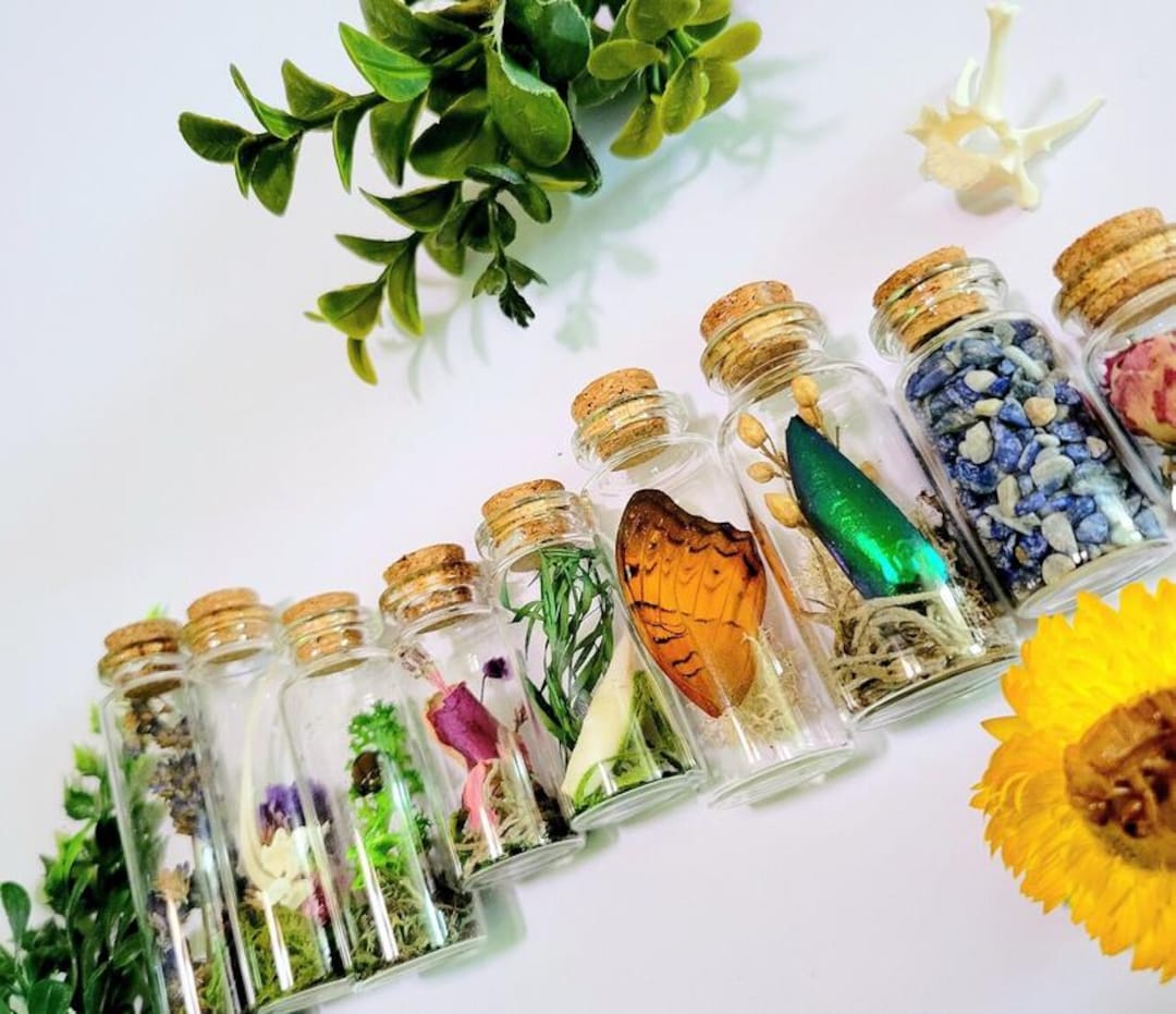 3pc Oddity Jars Set, Curiosity Jar Glass Terrarium, Natural History ...