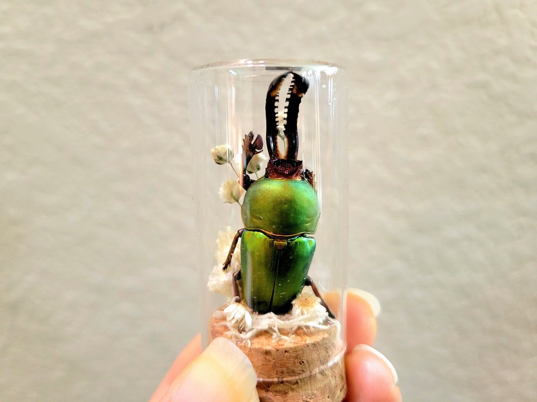 Real Stag Beetle Dome, Insect Specimen Decor, Iridescent Green Sawtooth ...