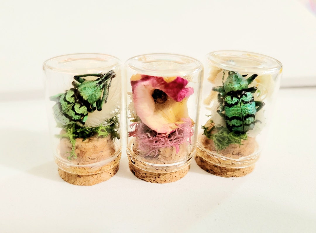 Real Insect Specimen Display, Ladybug Beetle Dome Jar, Bug Oddity Decor ...