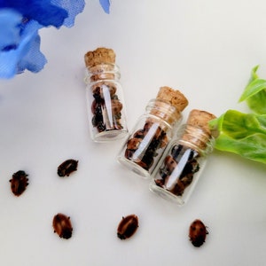 Preserved Ladybugs Specimen Jar, Mini Insect Taxidermy, Dried Real ...