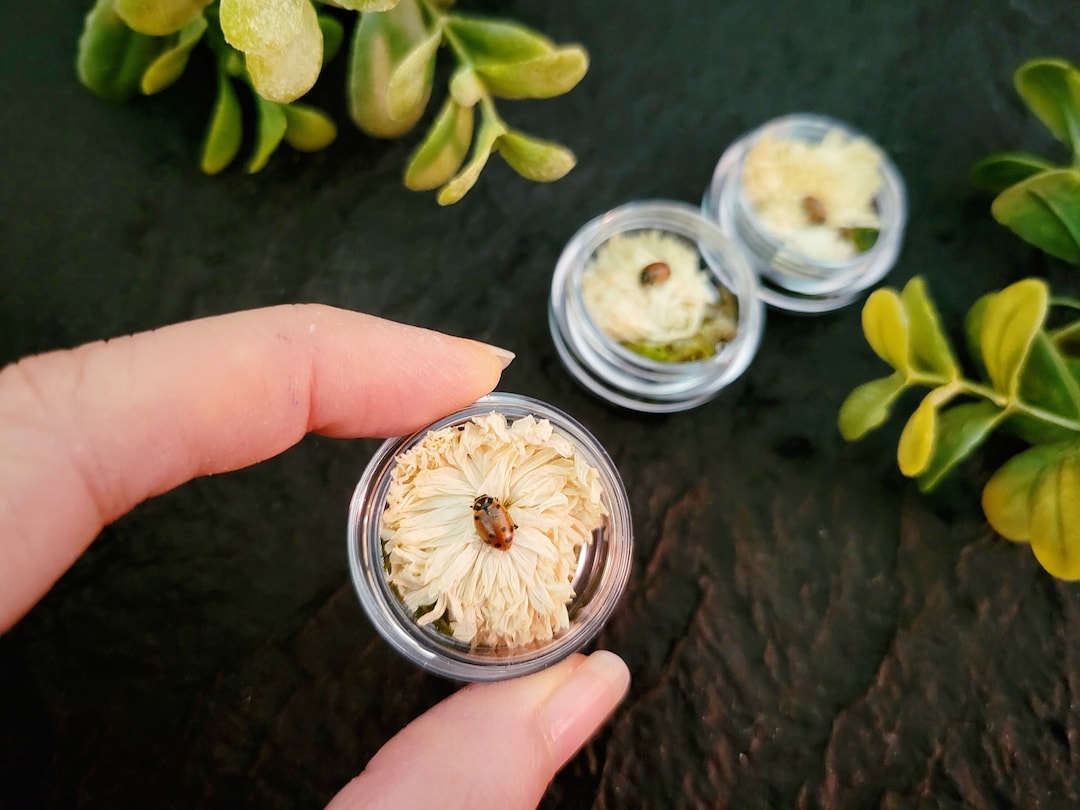 Real Ladybug Decor, Insect Terrarium, Preserved Ladybug Specimen, Mini ...