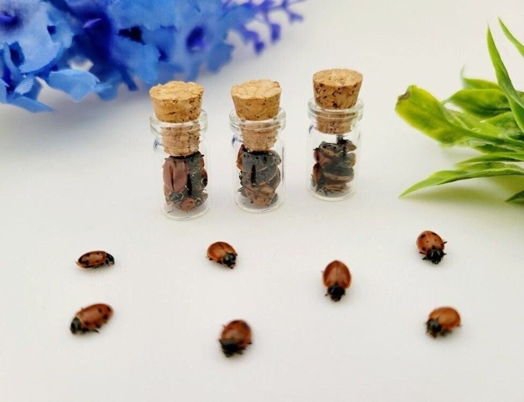 Preserved Ladybugs Specimen Jar, Mini Insect Taxidermy, Dried Real ...