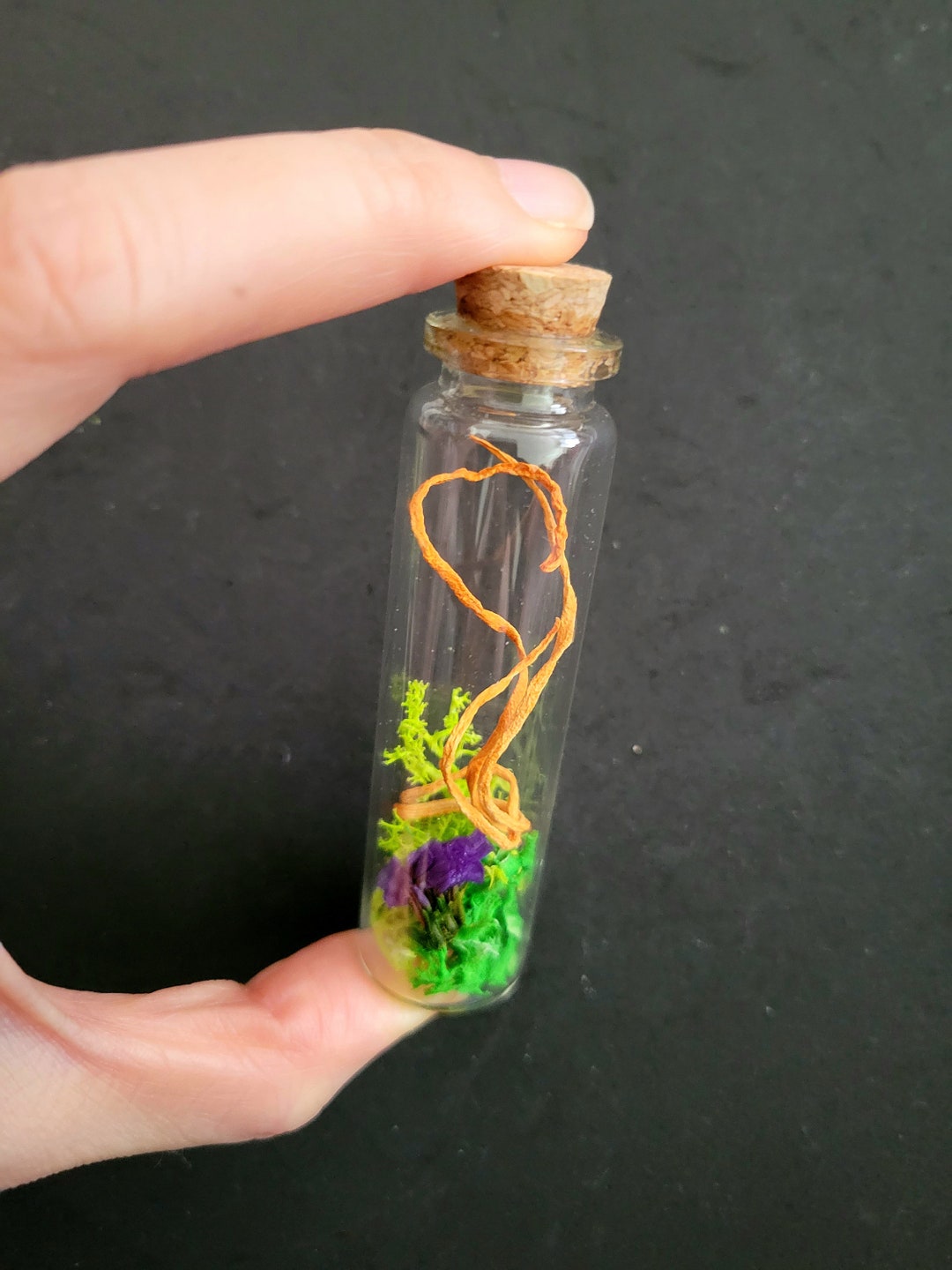Real Cordyceps Mushroom Jar, Dried Fungi Specimen Decor, Natural Oddity ...