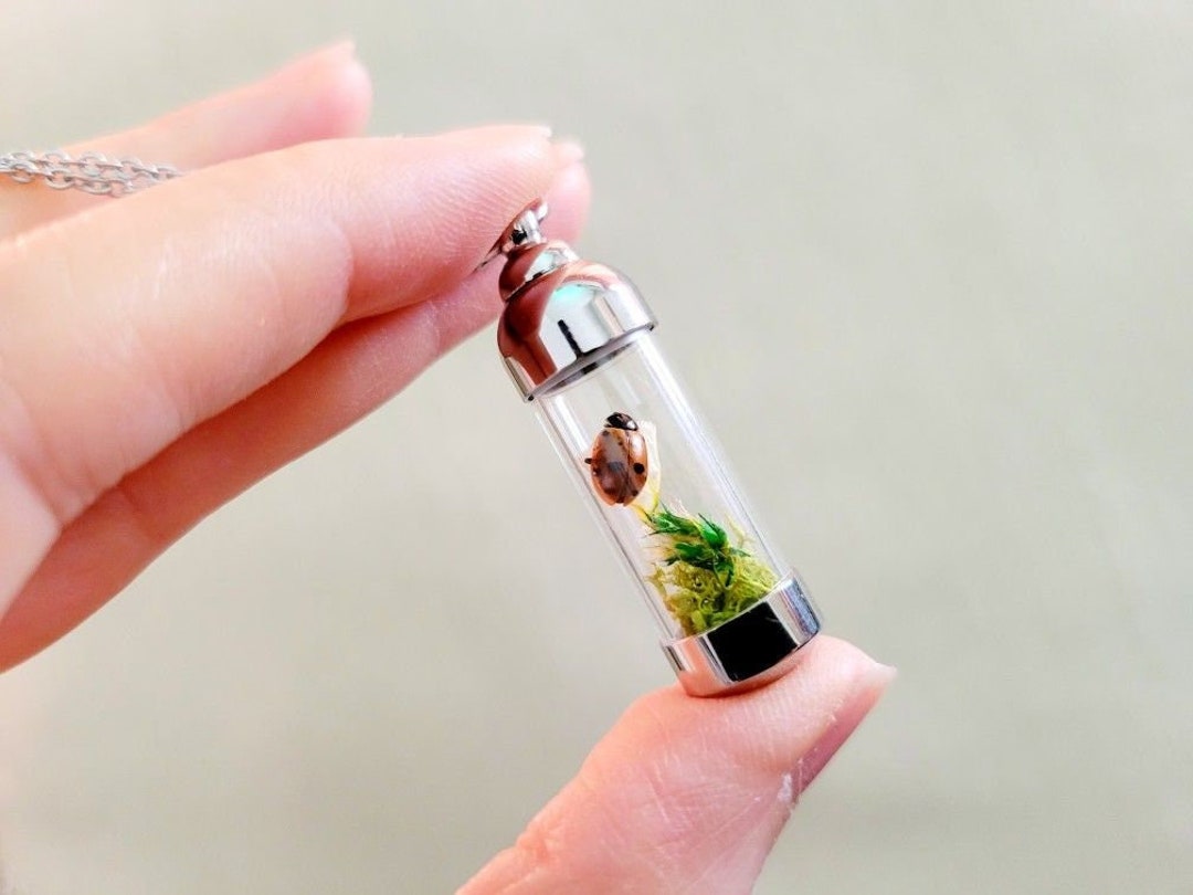 Real Ladybug Necklace, Lucky Ladybug Insect Specimen, Mini Oddity Gift ...