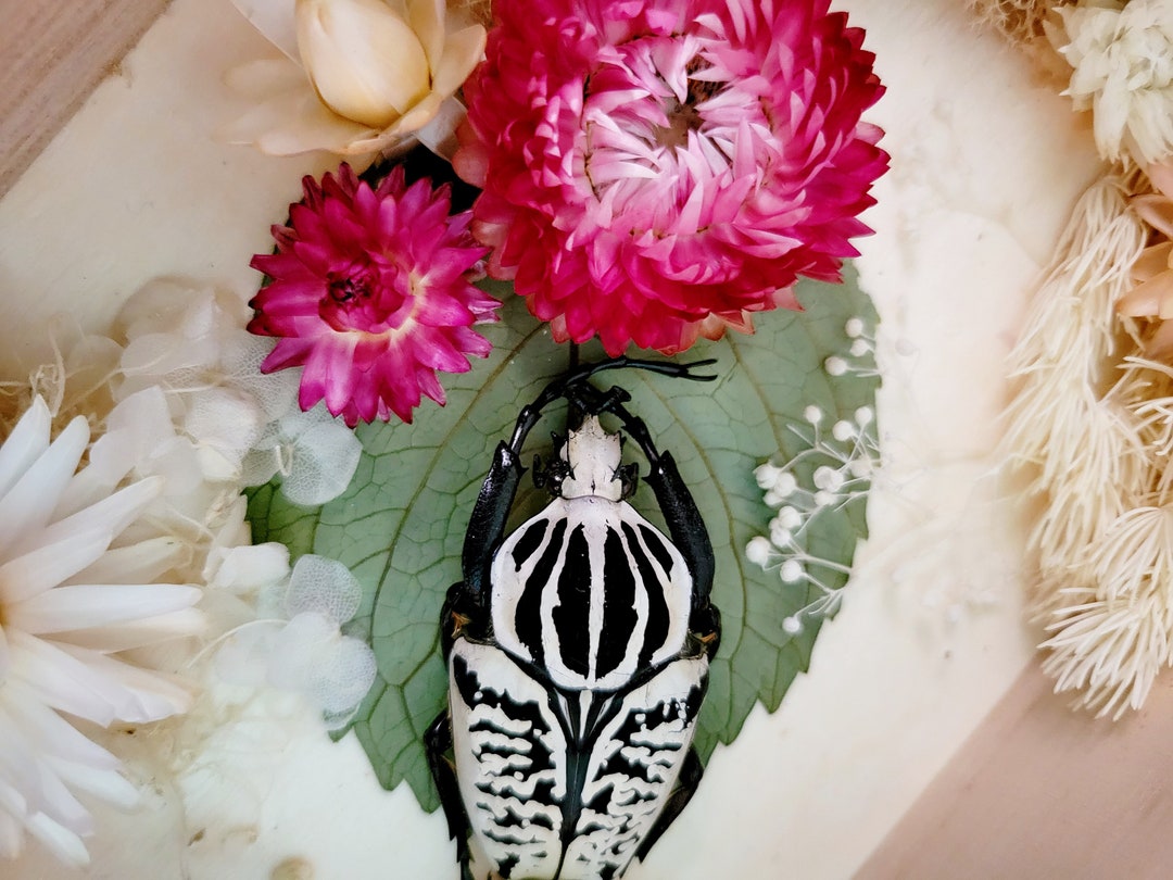 Real Goliath Beetle Decor, Floral Insect Specimen, Oddity Art, Beetle ...