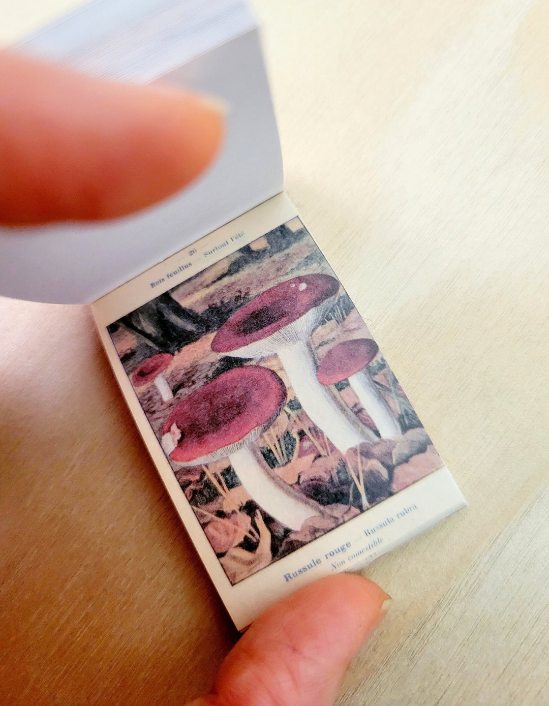 40pc Mini Mushroom Sticker Book, Vintage Botanical Fungi Art Washi ...