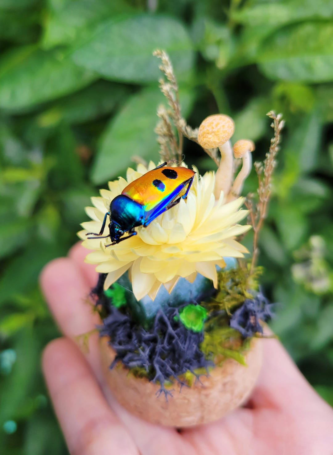 Real Rainbow Beetle Terrarium Decor in Glass Dome, Cottagecore Mushroom ...