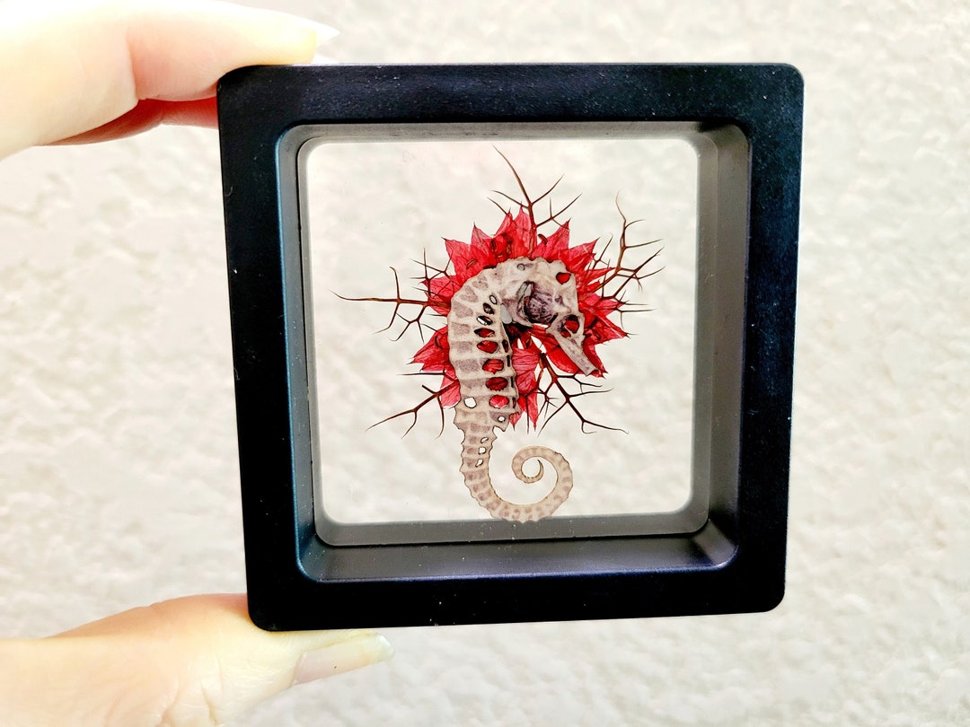 Goth Skeleton Seahorse Decor, Underwater Animal Decor, Dark Mermaid ...