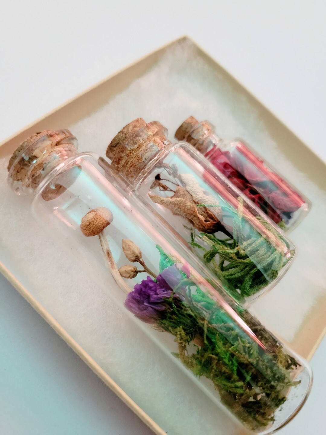 3pc Dried Mushroom Botanical Jars Nature Gift Set, Real Fungi Floral ...