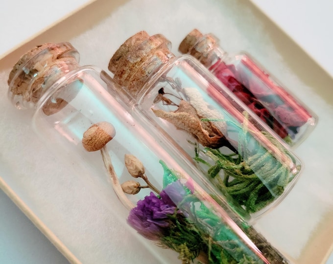 3pc Dried Mushroom Botanical Jars Nature Gift Set, Real Fungi Floral ...