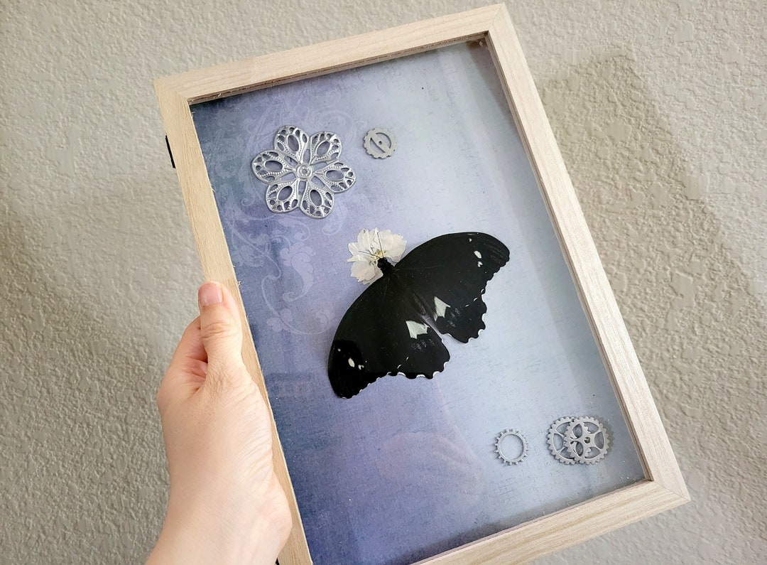 Preserved Moth Taxidermy Decor, Goth Decor, Black Butterfly Specimen ...
