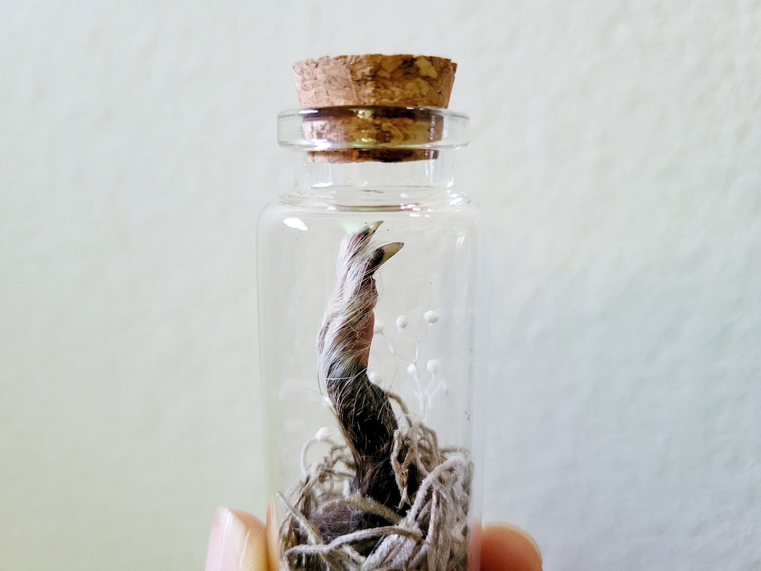 Mummified Paw Taxidermy, Lucky Foot, Cavy Rodent Oddity and Curiosity ...